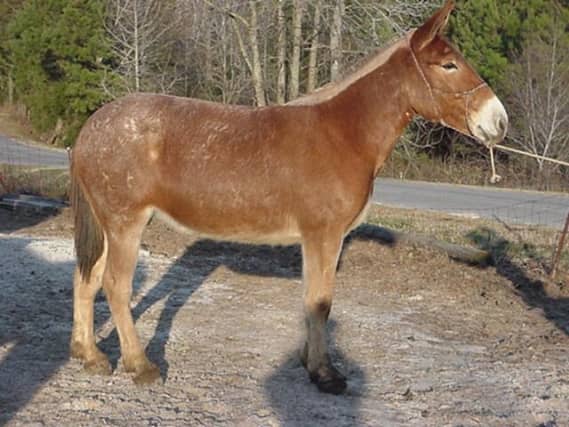 Facts and Myths About Mammal Hybridization - Owlcation