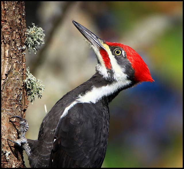 10 Amazingly Colourful Woodpeckers and Their Beautiful Allies - Owlcation