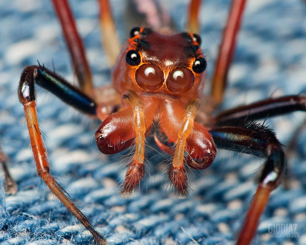 How Many Eyes Does a Spider Have? What Do Spider Eyes Look Like ...