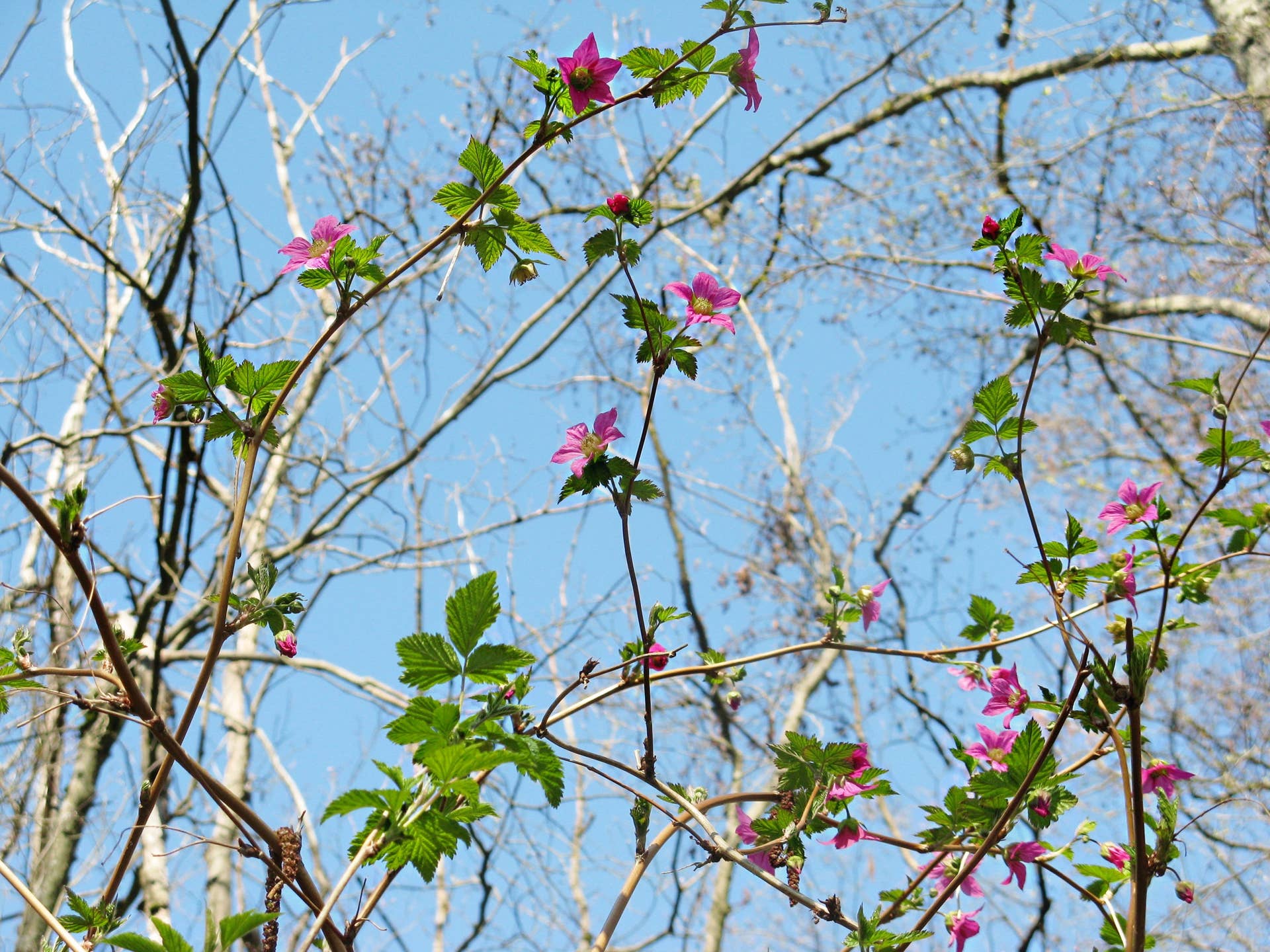 8 Lovely B.C. Plants That Flower in Spring: Photos and Facts - Owlcation