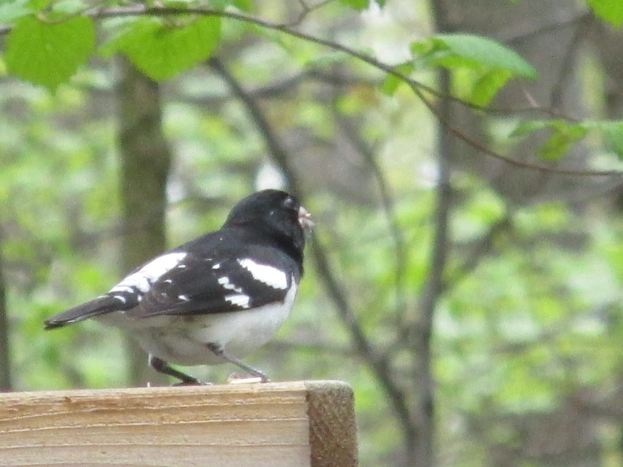 Finches Come in All the Colors of the Rainbow - Owlcation