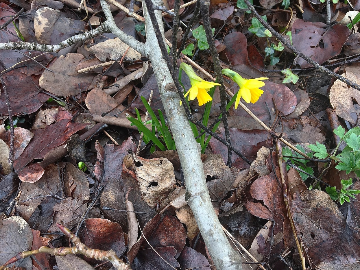 Spring Flowers of the Pacific Northwest: Facts and Photos - Owlcation