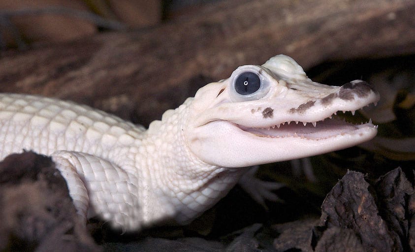 Differences Between Albino and Leucistic Crocodiles and Alligators ...
