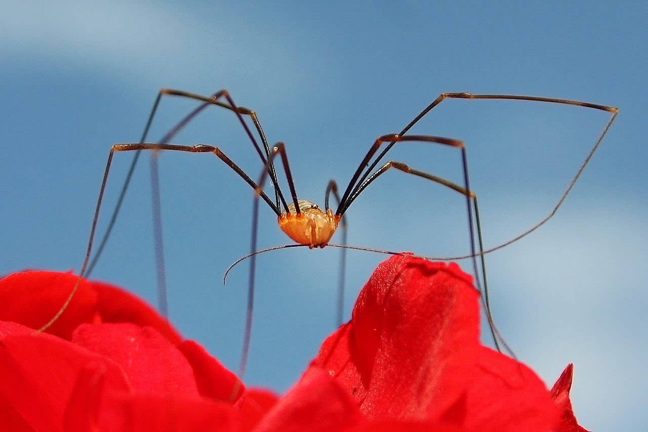 42 Interesting Facts About Harvestmen or Daddy Longlegs - Owlcation