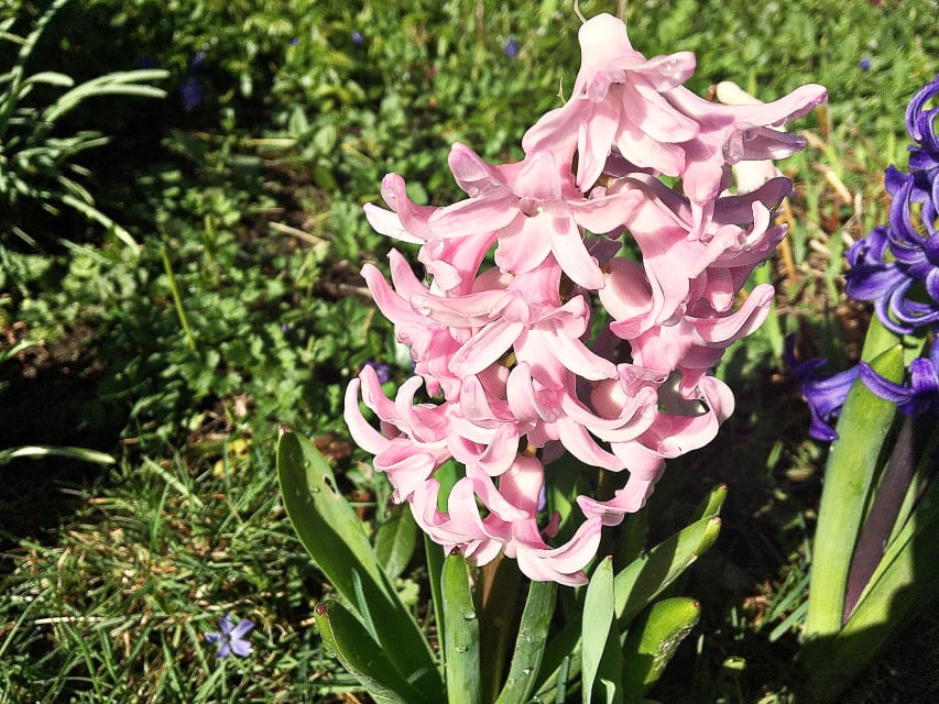 Spring Flowers of the Pacific Northwest: Facts and Photos - Owlcation