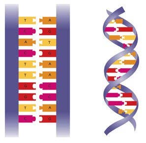 How to Explain DNA to Kids - Owlcation