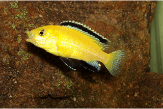 10 Spectacular Yellow Fish - Owlcation