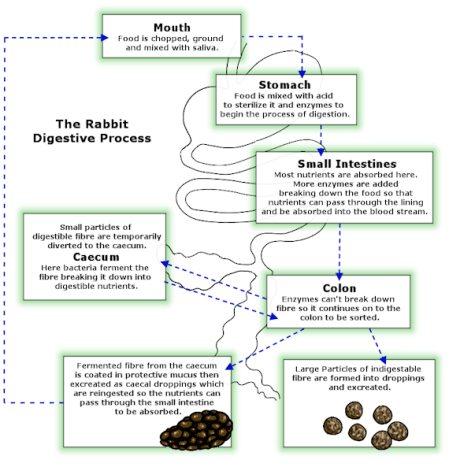 How the Rabbit Digestive System Works - Owlcation