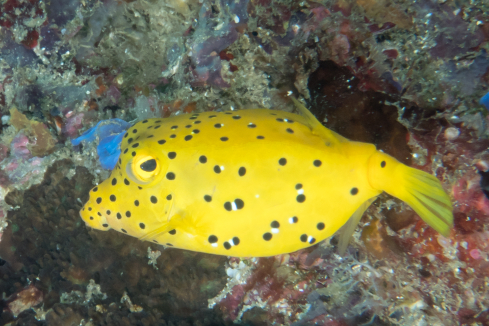 10 Spectacular Yellow Fish - Owlcation