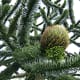 The Monkey Puzzle Tree: An Unusual and Endangered Plant - Owlcation