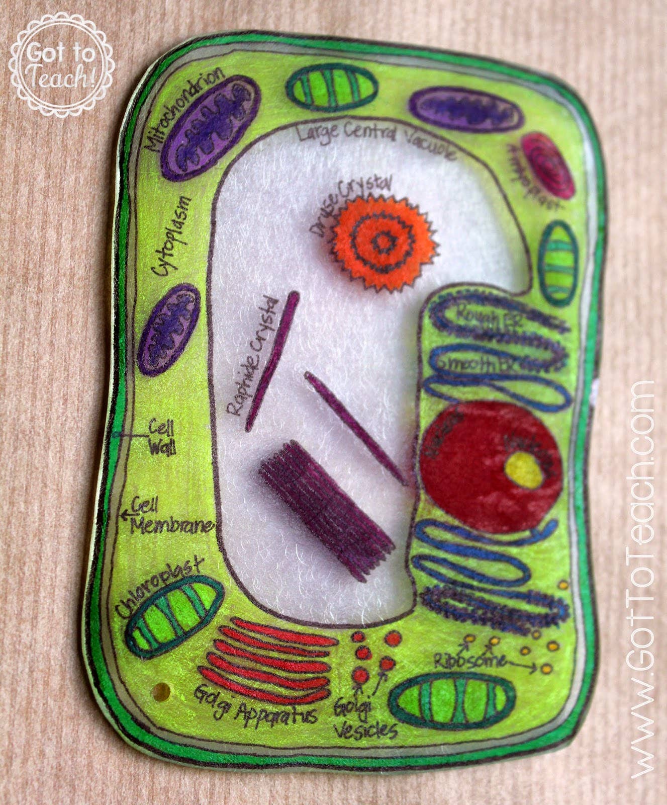 How to Create 3D Plant Cell and Animal Cell Models for Science Class ...