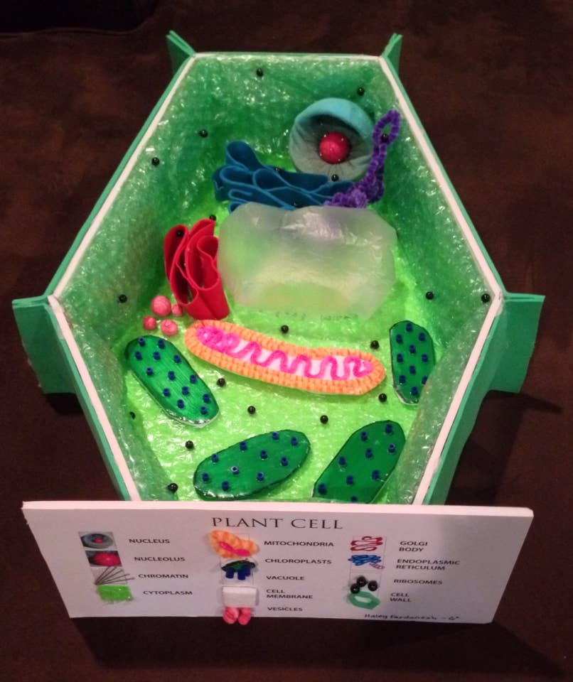 How to Create 3D Plant Cell and Animal Cell Models for Science Class ...