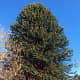 The Monkey Puzzle Tree: An Unusual and Endangered Plant - Owlcation