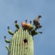 Spring in the Arizona Desert: Cacti in Bloom - Owlcation