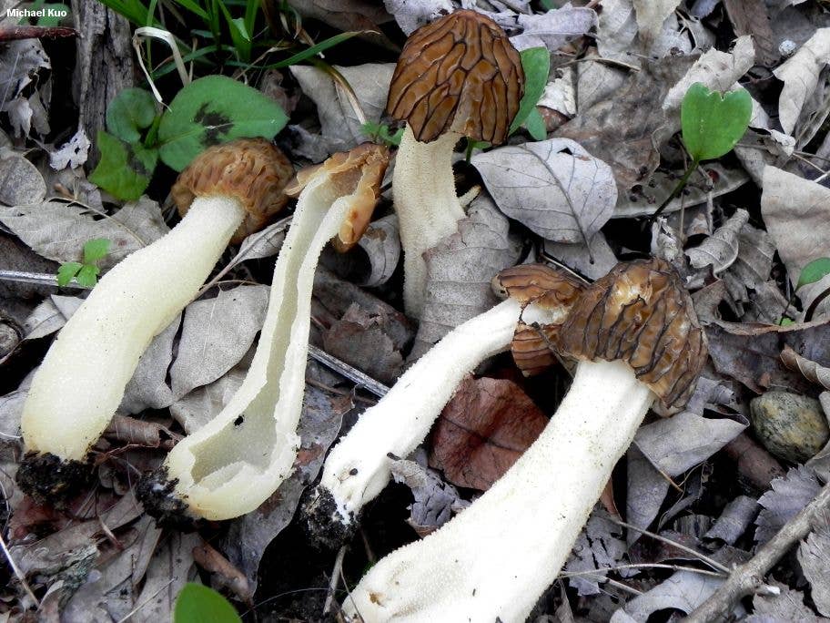 A Guide to Mushroom Hunting for Morels in Southern Oregon - Owlcation