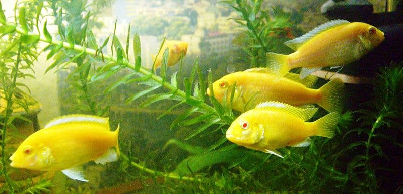 10 Spectacular Yellow Fish - Owlcation