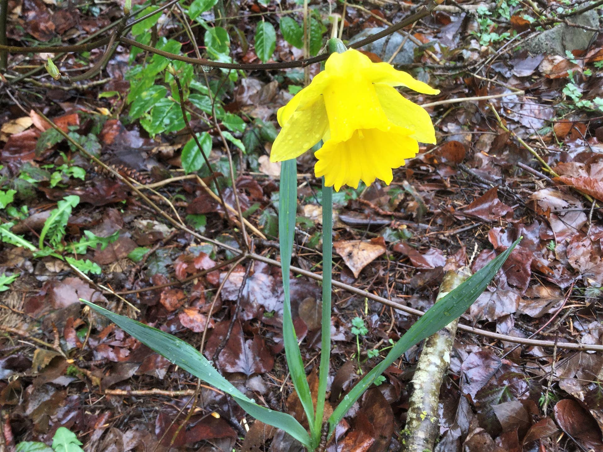 Spring Flowers of the Pacific Northwest: Facts and Photos - Owlcation