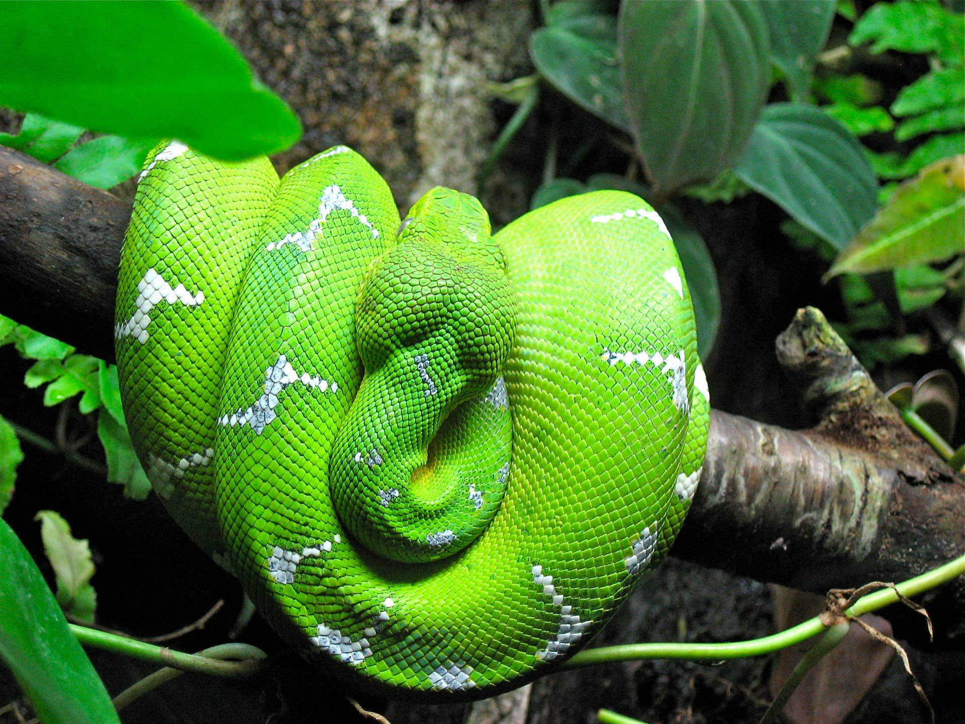 Snakes Are Reptiles Or Not