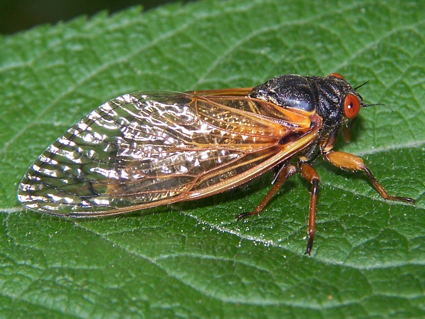 Locust Life Cycle Time