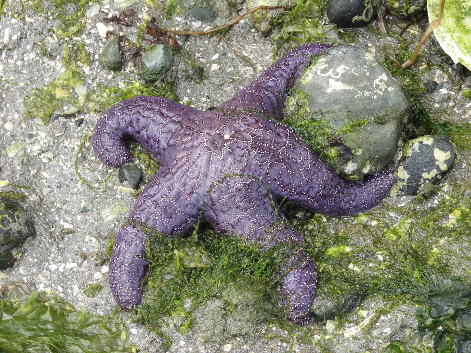 Sea Star Oral