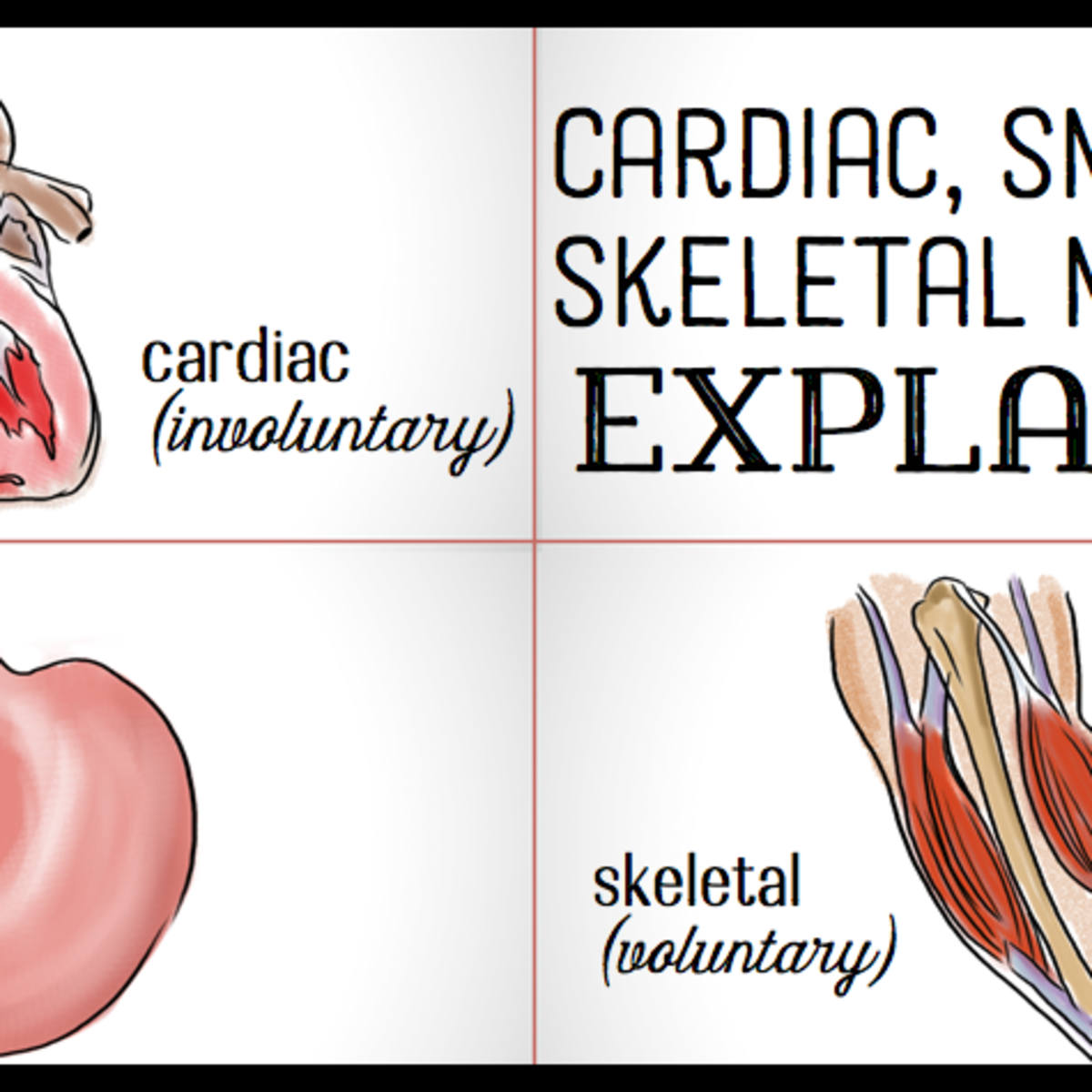 cardiac muscle example