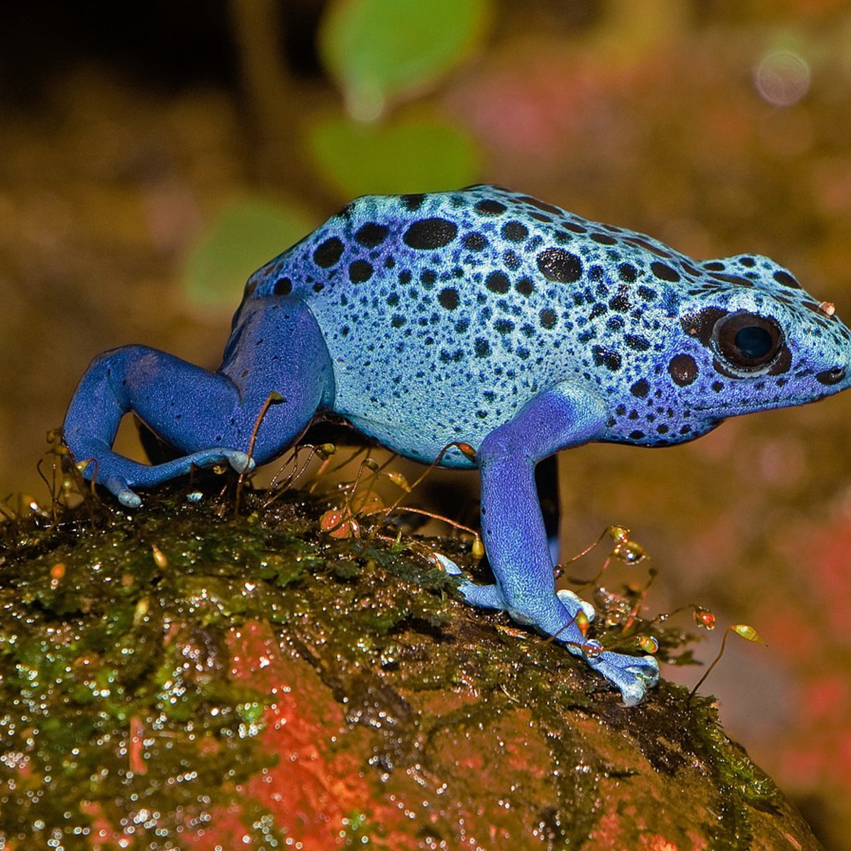 colour frog