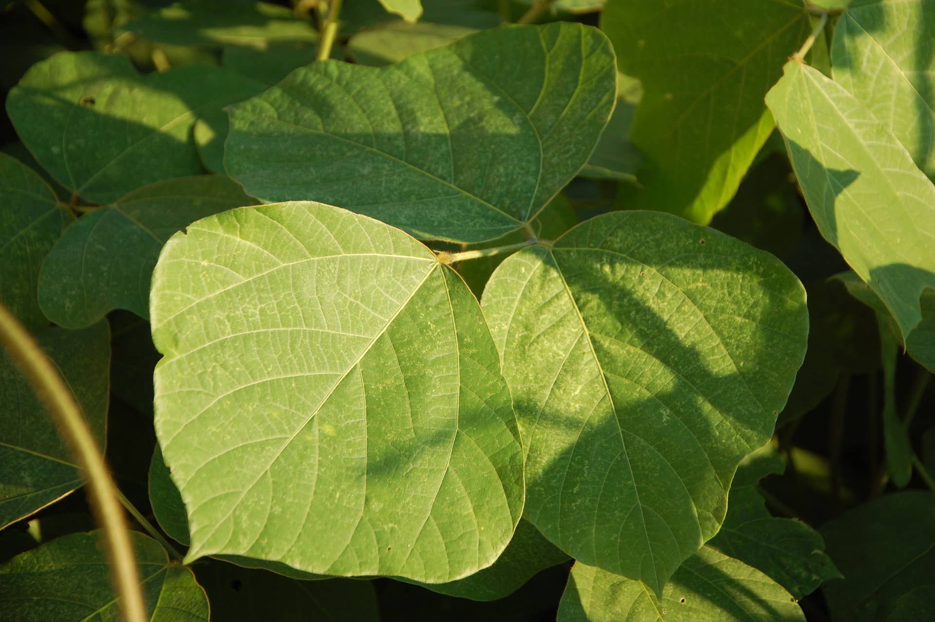 How To Eat Kudzu Root