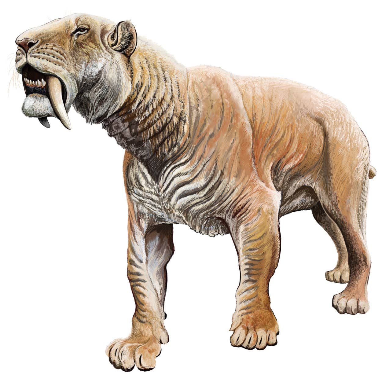 Prehistoric Saber Toothed Animals