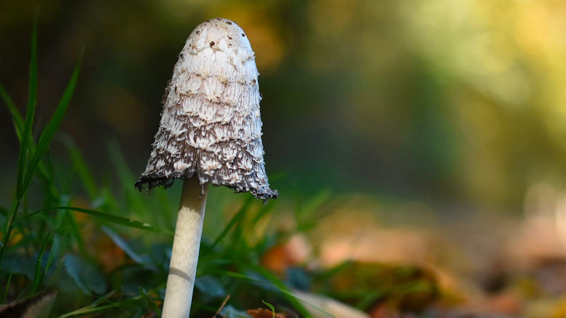 Shaggy Mane Inky Cap Mushrooms