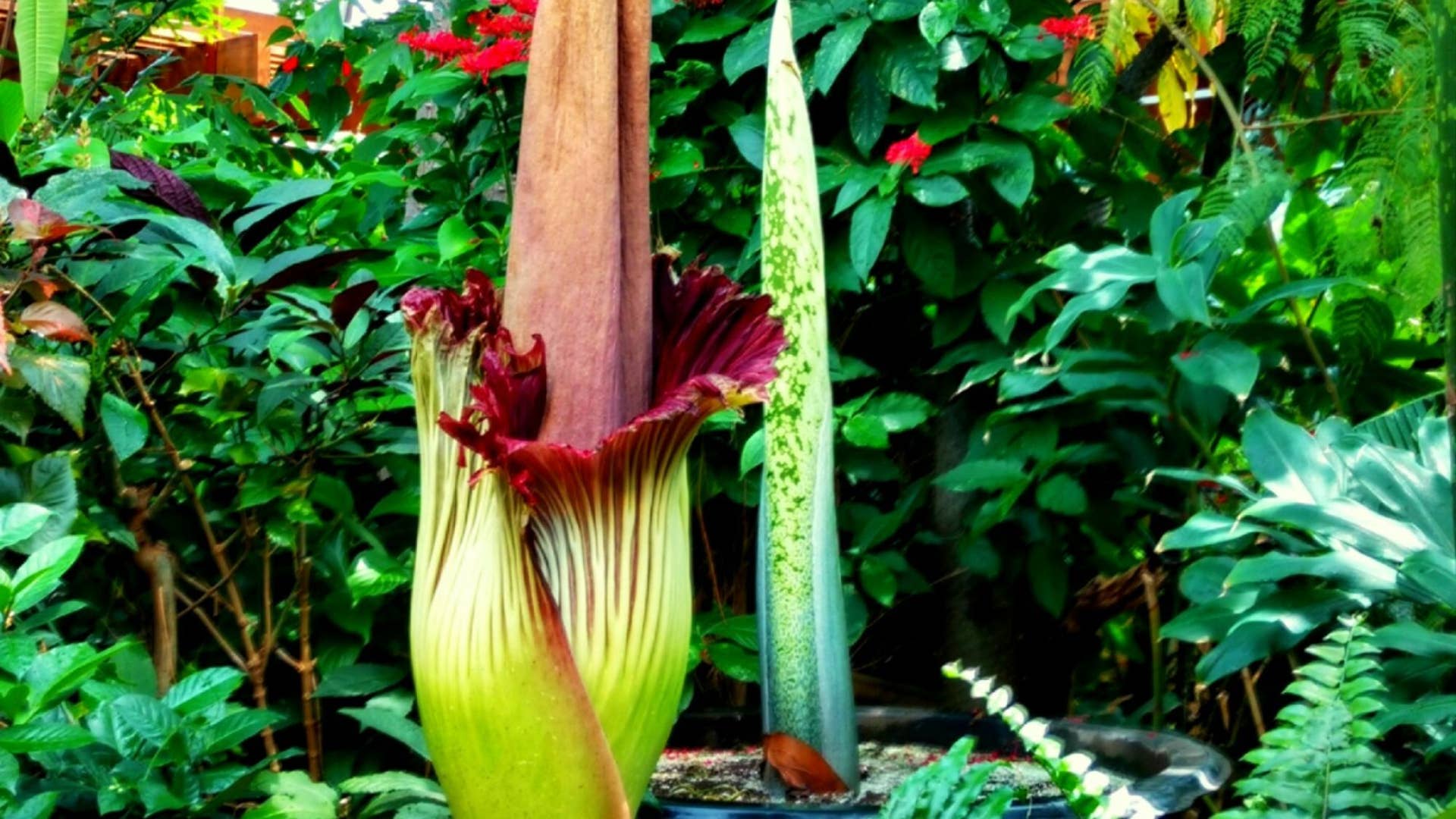 Big Flower In The World Rafflesia, One Of The Biggest Flowers In The