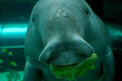 Dugong Mermaid