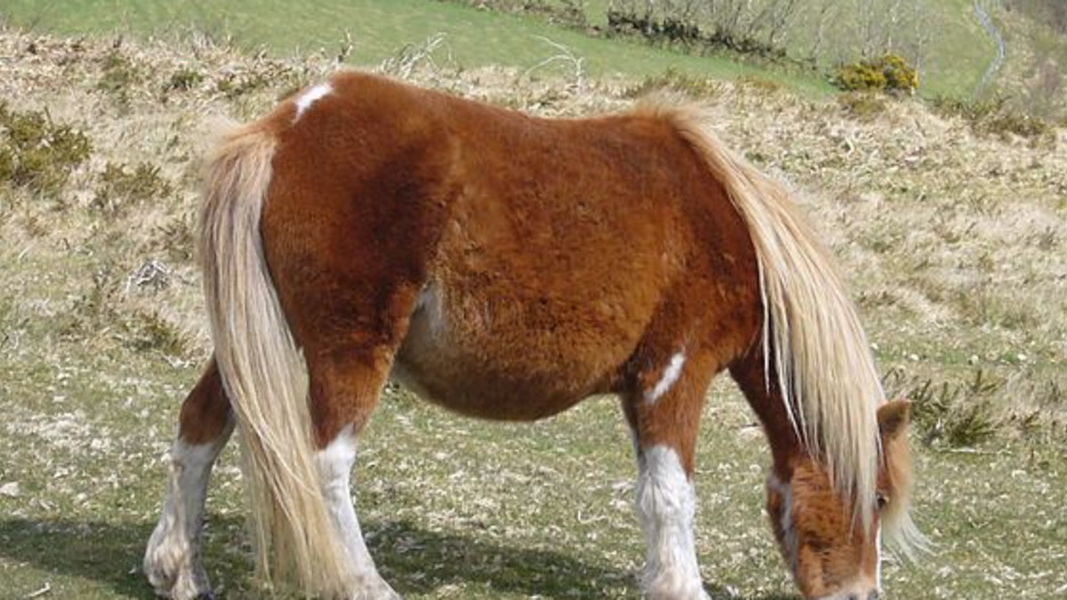 Top 10 Rarest Horse Breeds