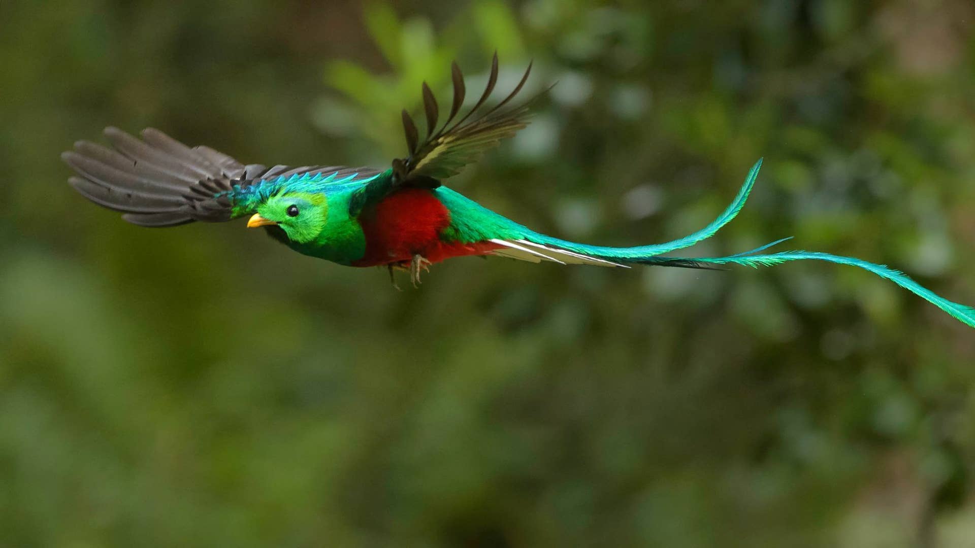 Most Beautiful Birds