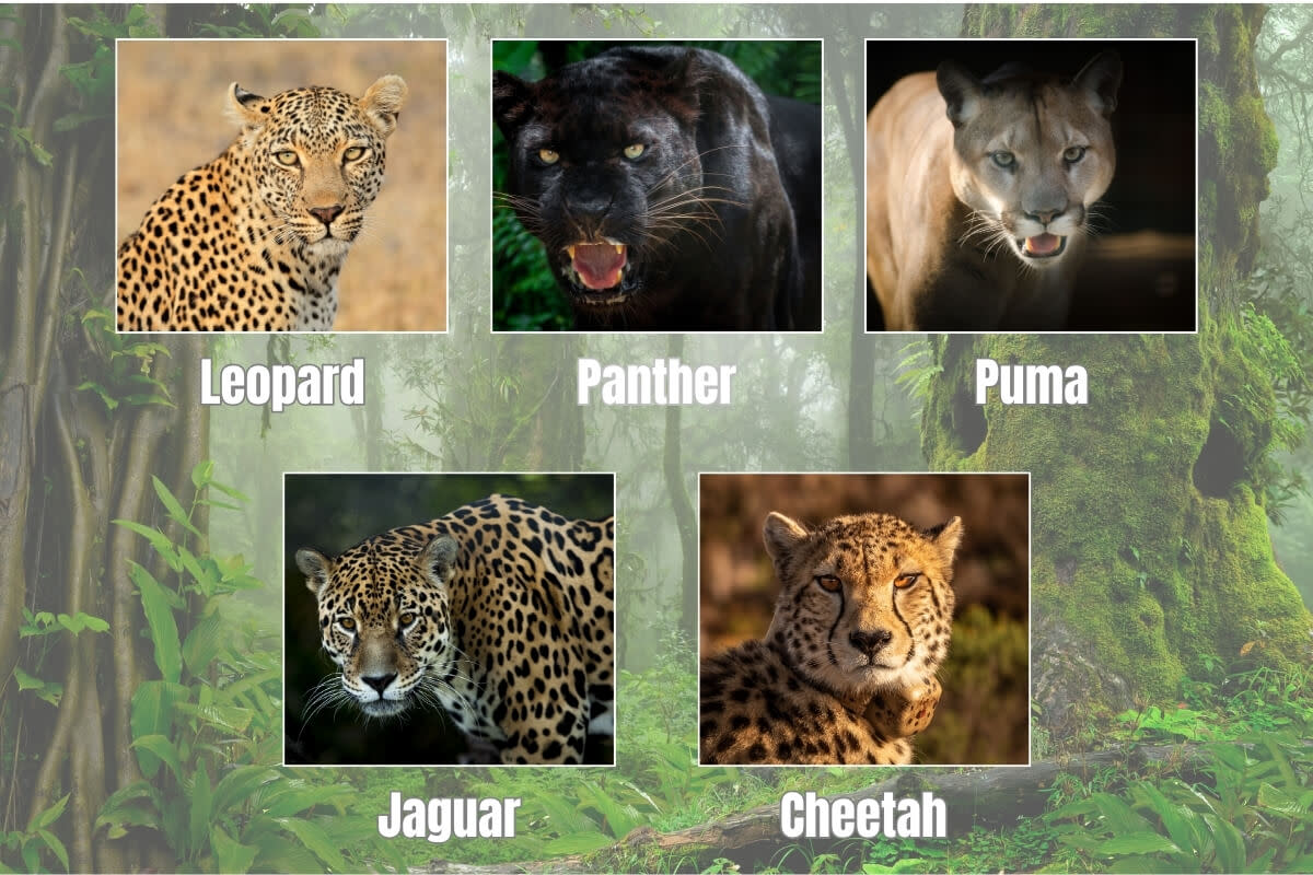 Cluiche Jaguar Vs Panther
