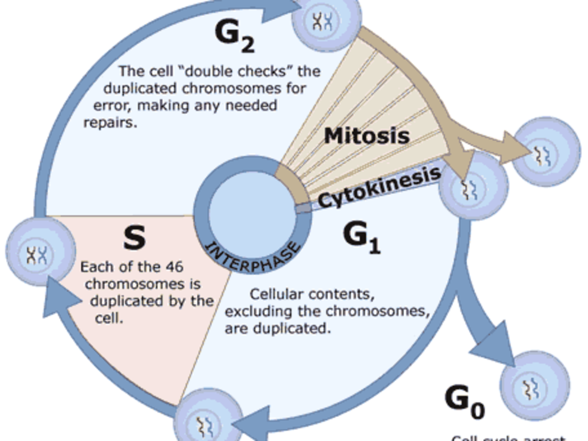 interphase microscope is used for