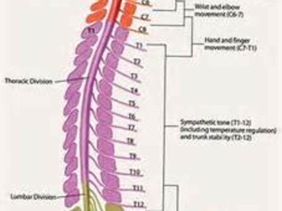 spinal cord tissue function