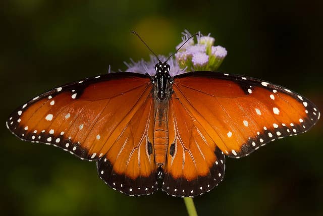 10 Most Beautiful Butterflies Top 10 Most Beautiful Butterflies In The