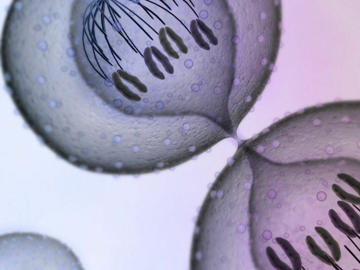 metaphase 1 under microscope