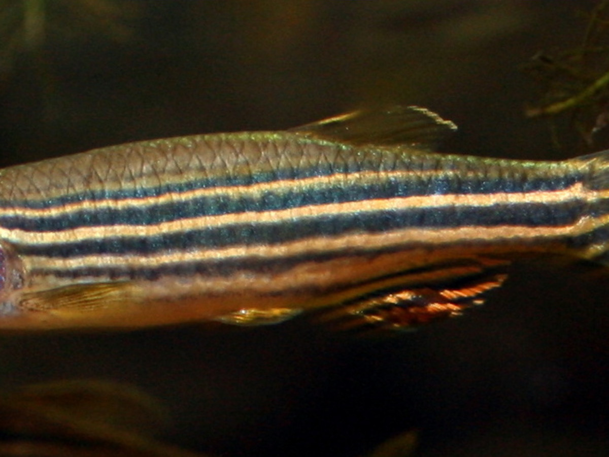 zebra danio school