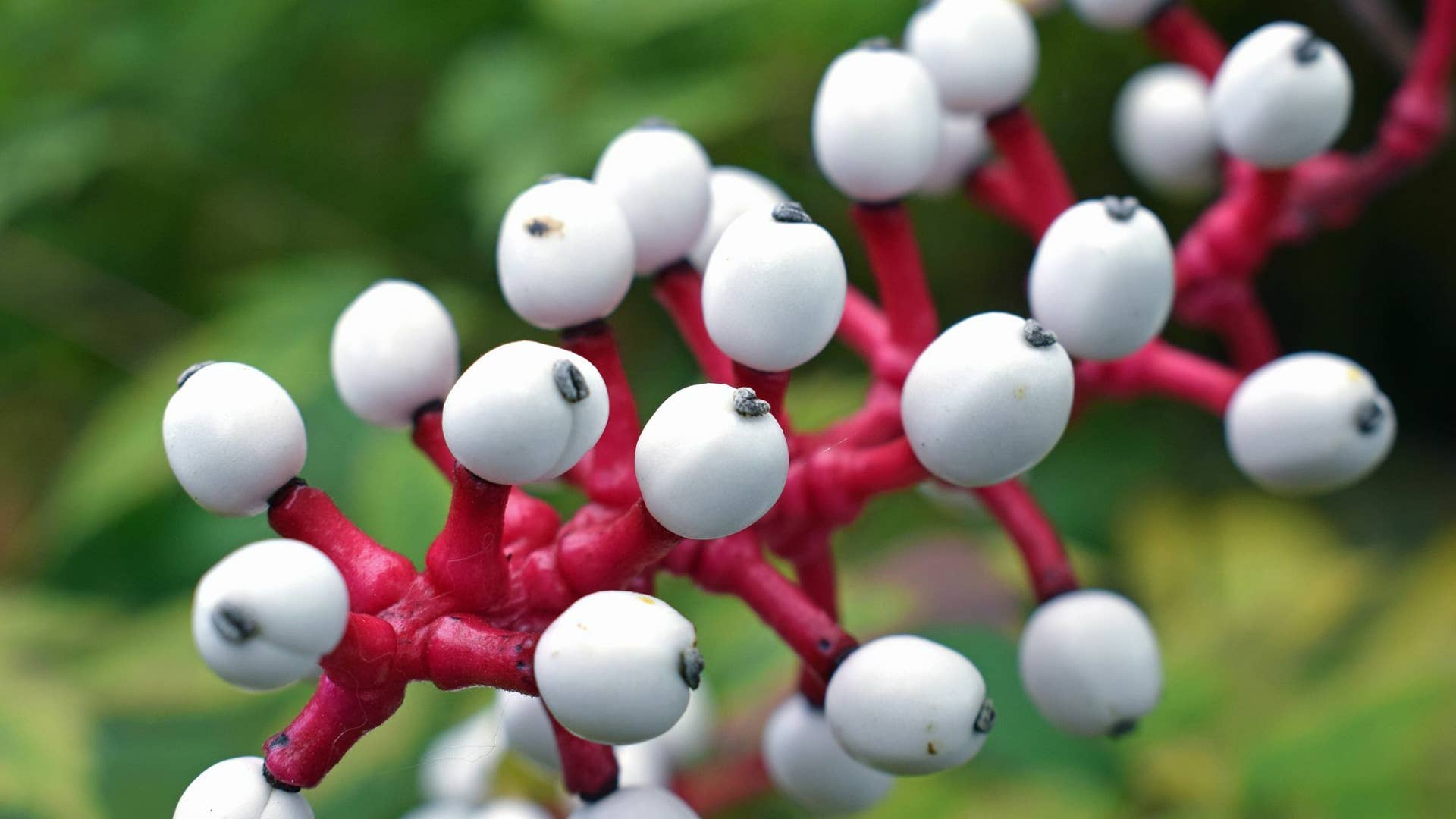 Can Wild Berries Kill You