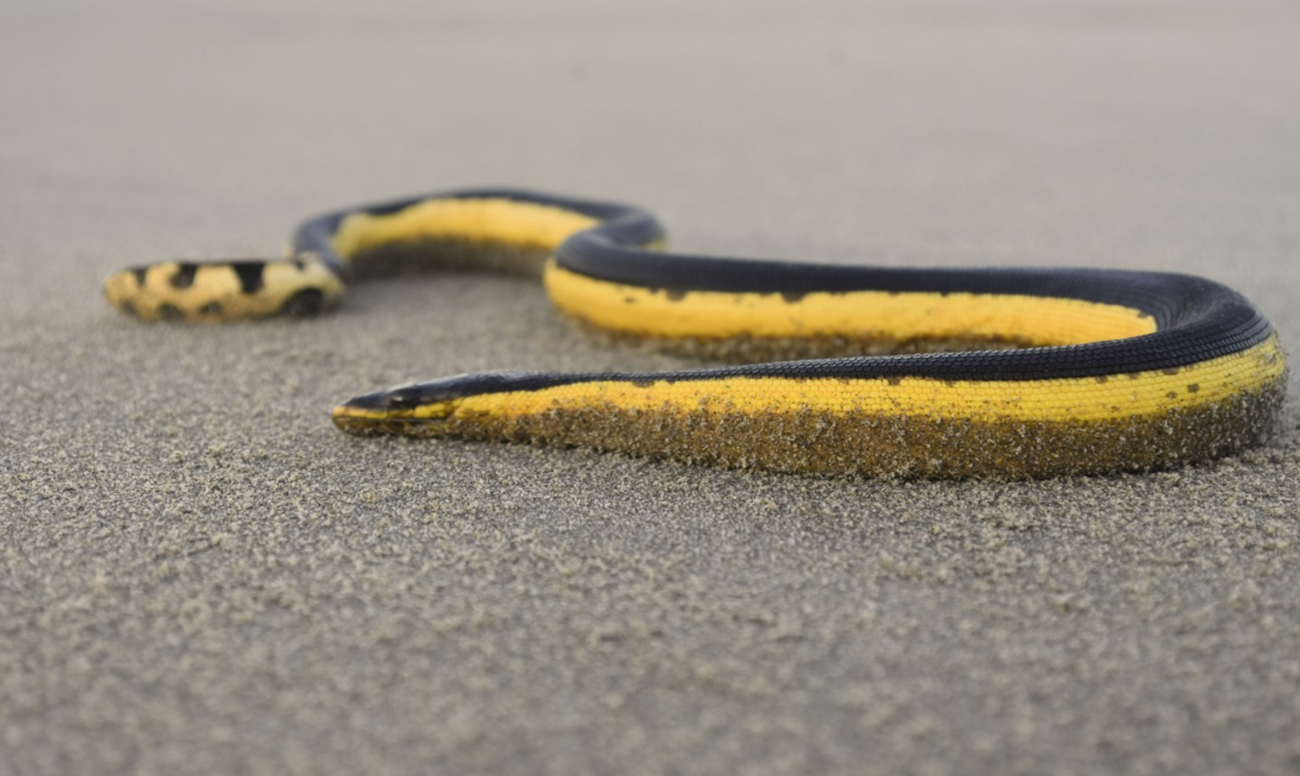Stokes Sea Snake Size