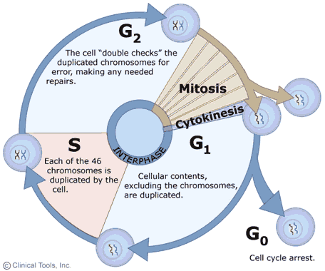 mitosis examples