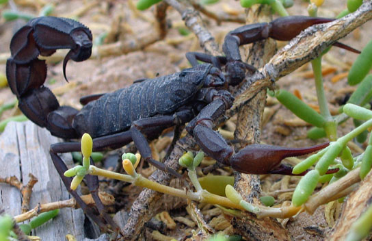 rare scorpions