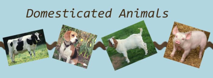 How the Silver Fox Was Domesticated - Owlcation