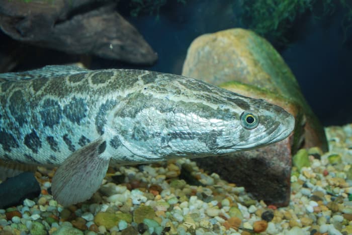 Snakehead Fish: Invasive Predators in North America - Owlcation