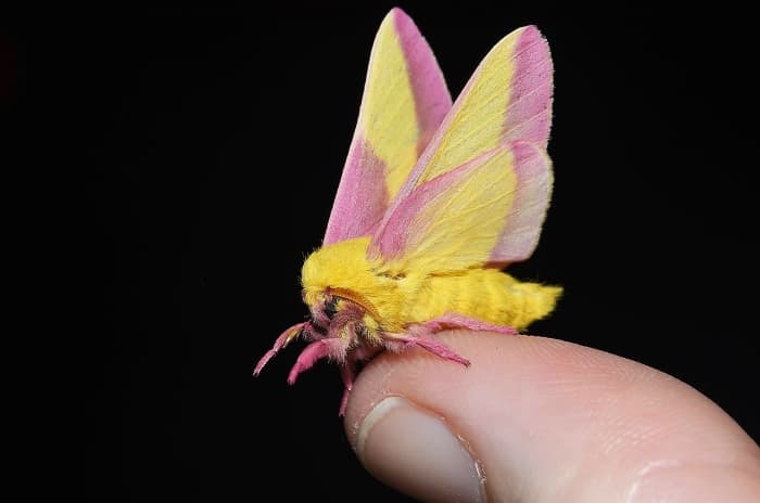 10 Attractive Moths in the Family Saturniidae: Facts and Photos - Owlcation
