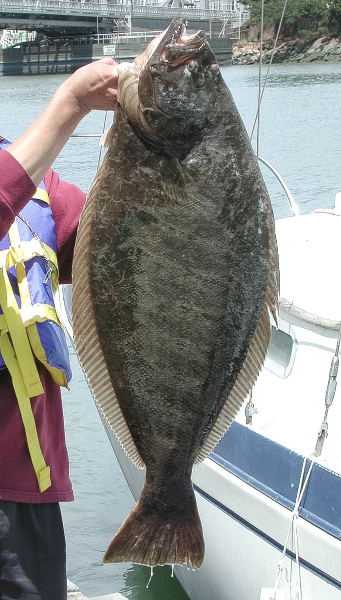 Flatfish Facts and Pacific and California Halibut Information - Owlcation
