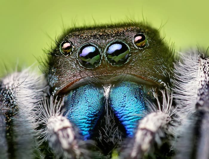 Amazing Spiders: Strange and Interesting Arachnid Facts - Owlcation