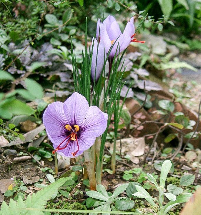 Crocuses: Beautiful Flowers, Saffron Spice, and Colchicine - Owlcation