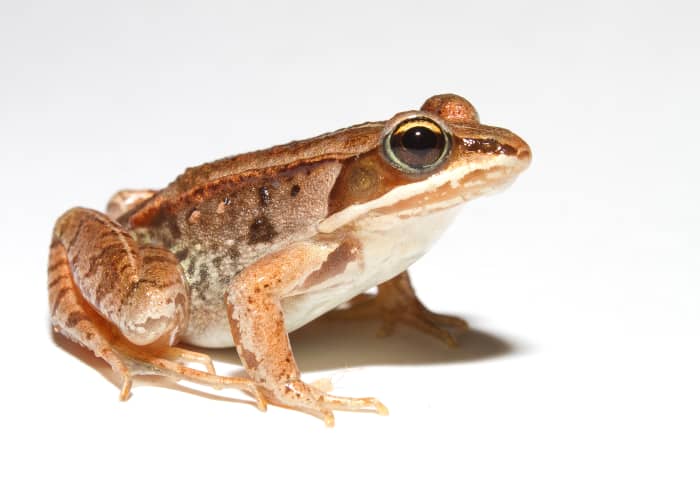 Cryobiology: Frozen Wood Frogs and Adaptations for Survival - Owlcation